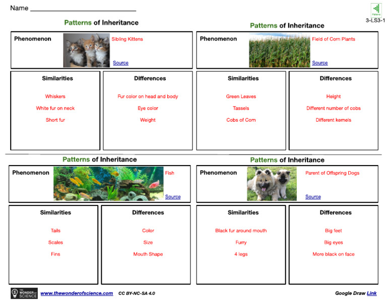 3-LS3-1 Patterns of Inheritance (Teacher Version) | PDF