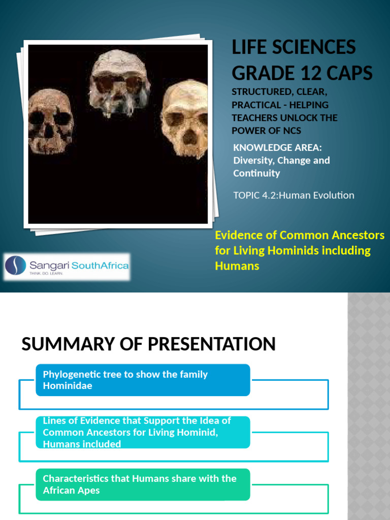 Human Evolution and Common Ancestors | PDF | Hominidae | Bipedalism