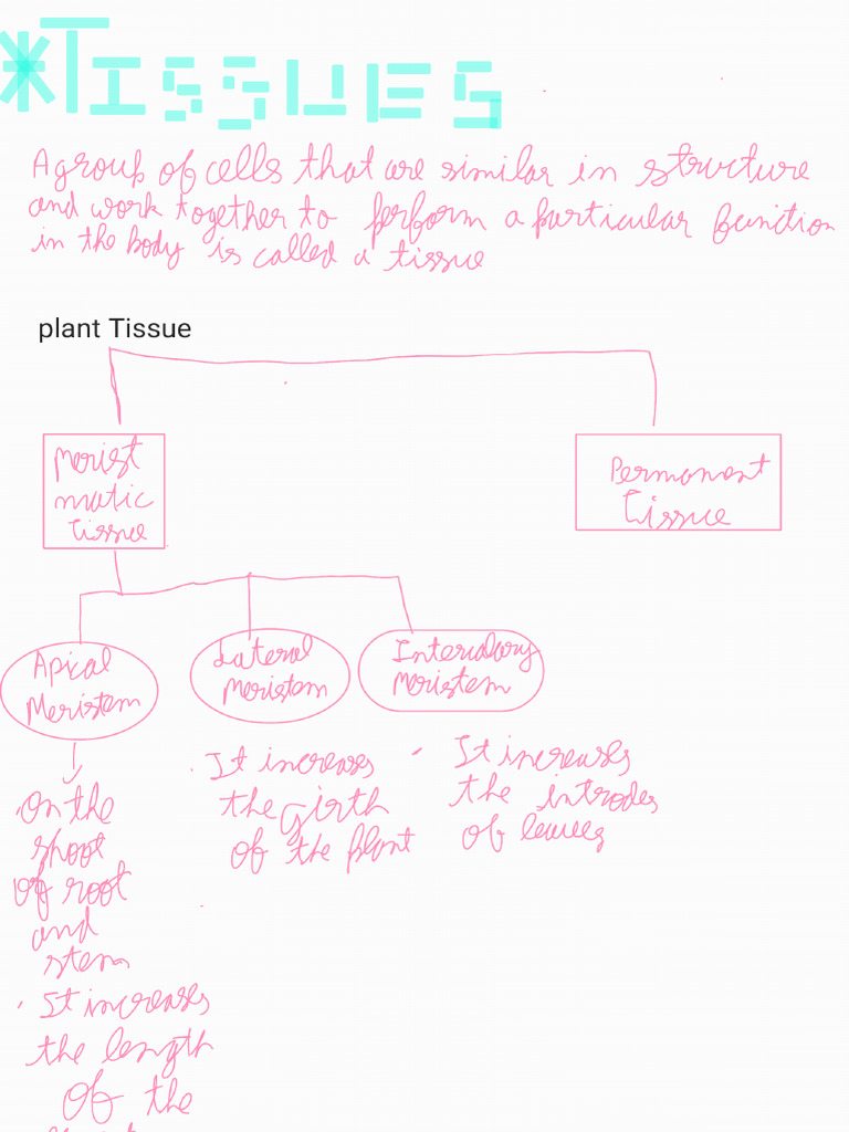 Tissues notes _240121_224909 | PDF
