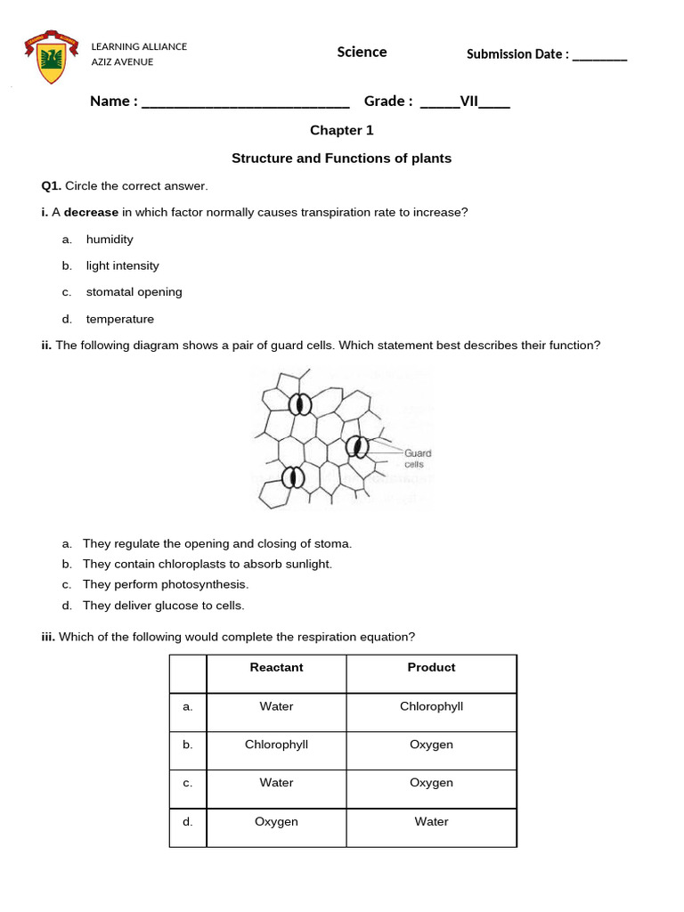 Revision Grade 7 Chapter 1 | PDF | Stoma | Leaf