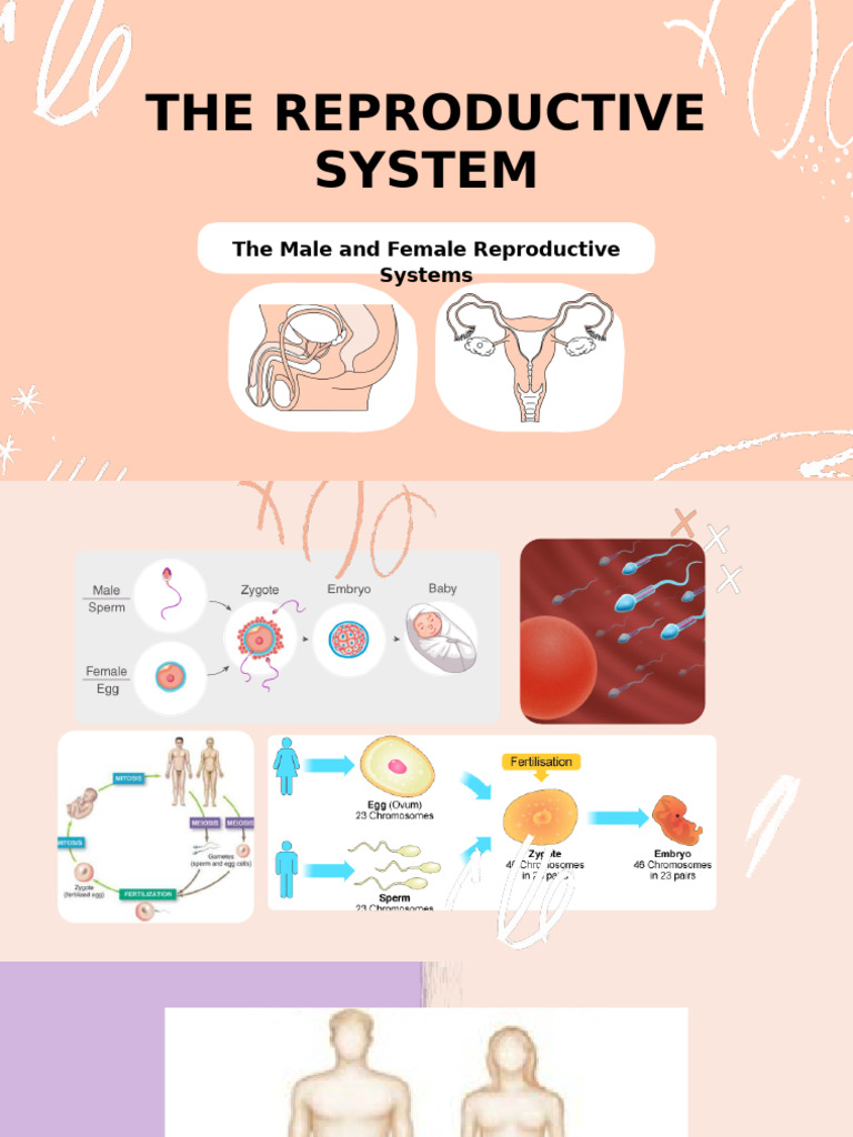 Understanding Human Reproduction | PDF | Reproductive System | Human ...