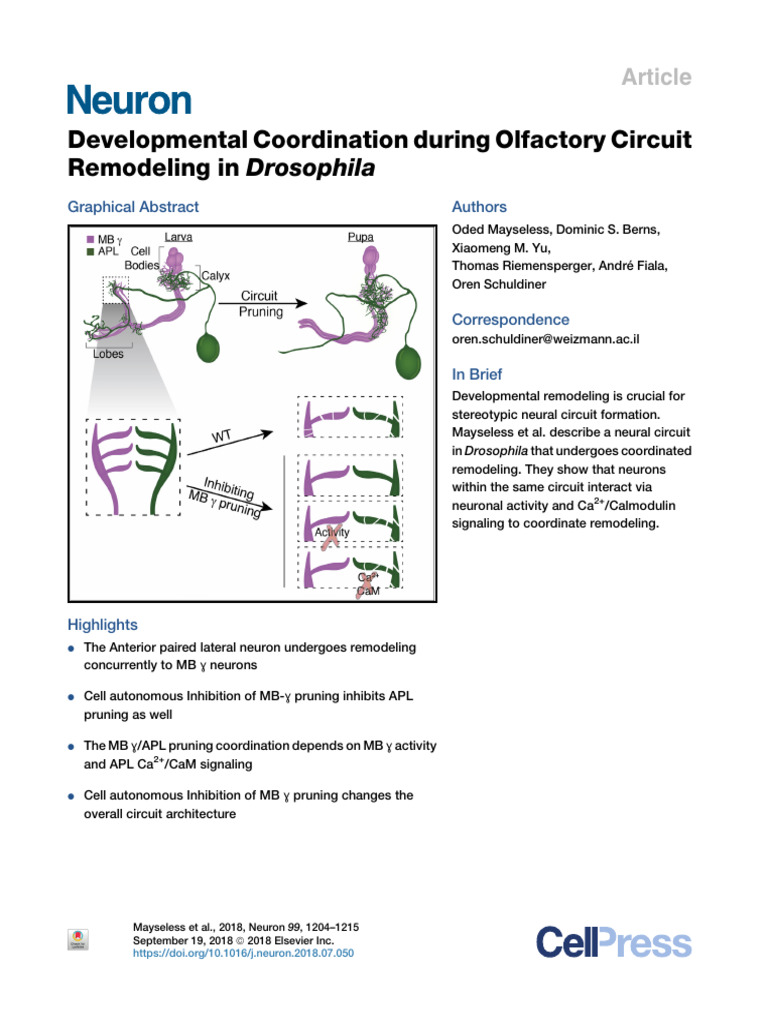 Oded neuron | PDF | Neuron | Axon