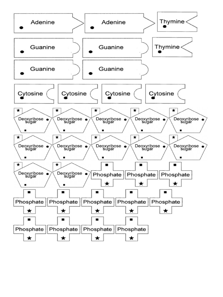 Dna Patterns | PDF