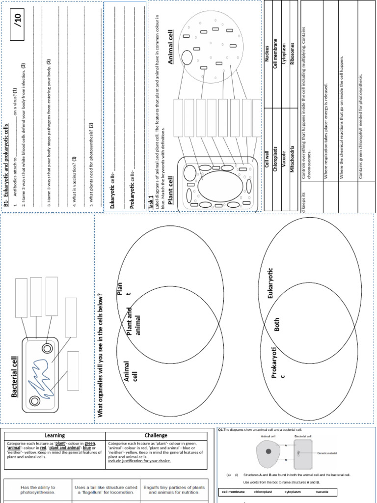 Cell structure worksheet and power point | PDF | Cell (Biology) | Cytoplasm