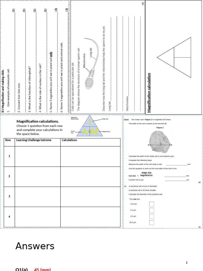 L3 Magnification and Making Slide | PDF | Cell (Biology) | Histology
