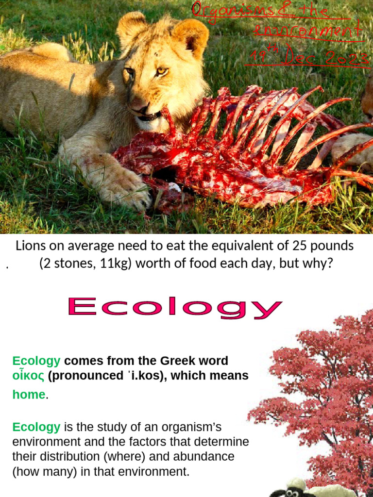 Lesson 1 Taboo Intro and Food Chains Definitions | PDF | Carbon Cycle ...