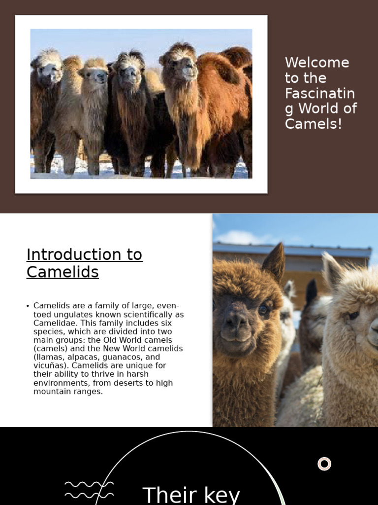 Camel | PDF | Camel | Domesticated Animals