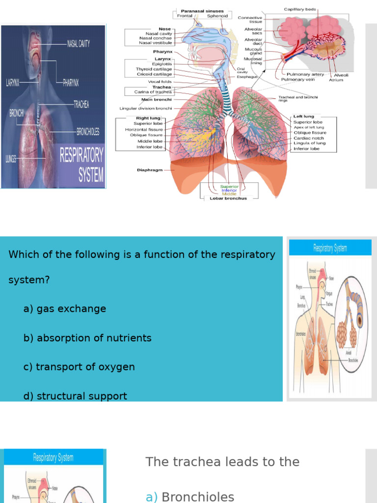 Functions of the Respiratory System | PDF | Respiratory System | Human Nose