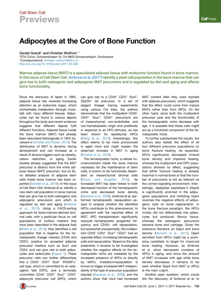 Adipocytes at the Core of Bone Function | PDF | Adipose Tissue | Bone