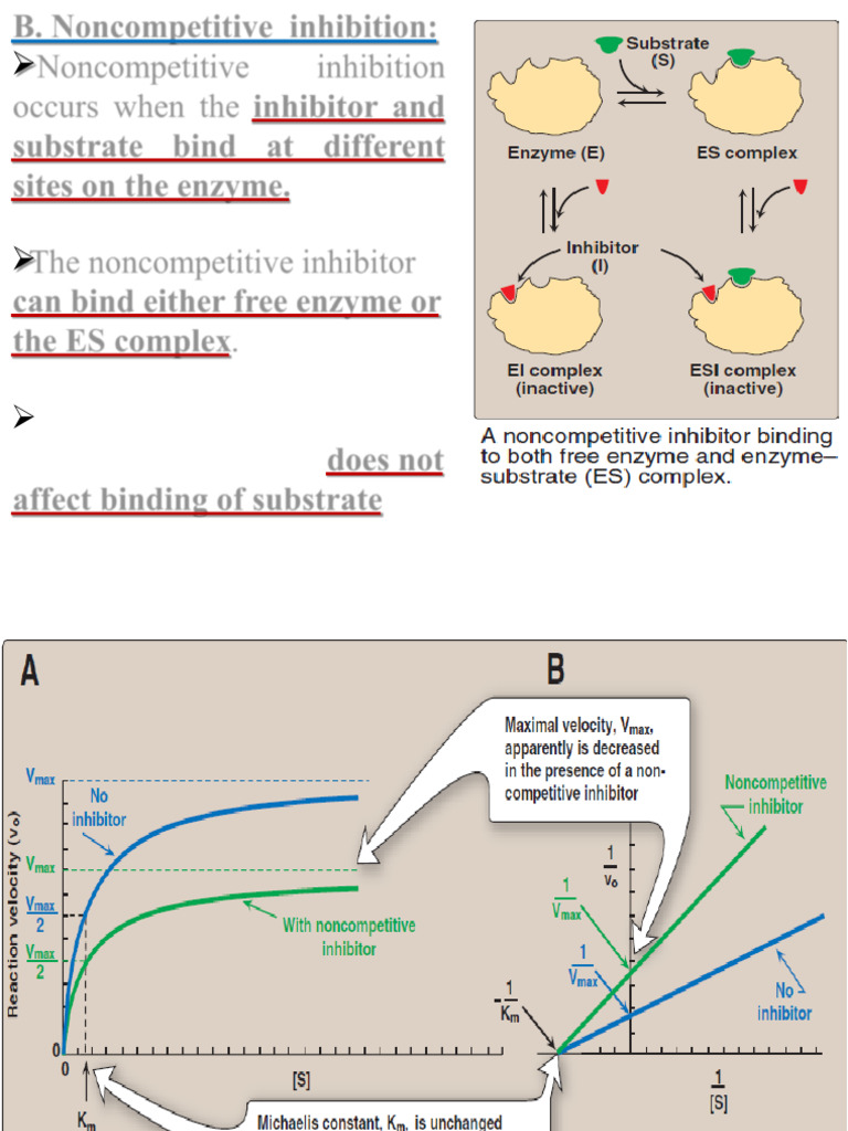 Enzymes - Lecture 5, 6 and 7 | PDF | Enzyme Inhibitor | Enzyme
