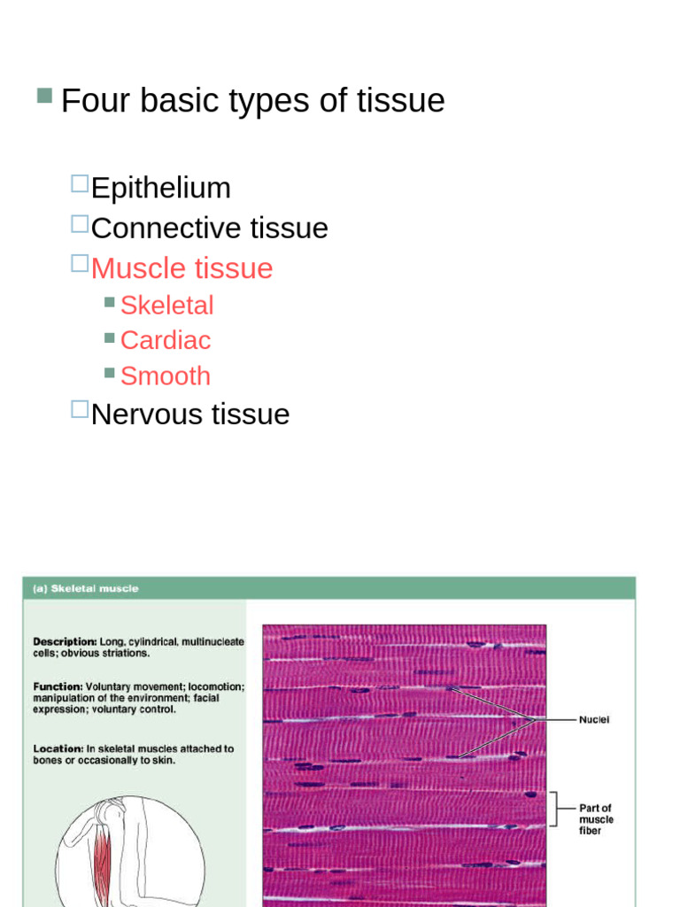 Lect 6 - Muscle Tissue | PDF