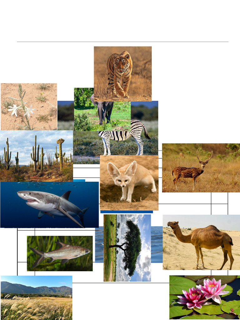 MathsStandard SQP | PDF