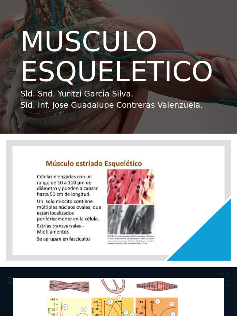 Musculo Esqueletico 4 Pdf