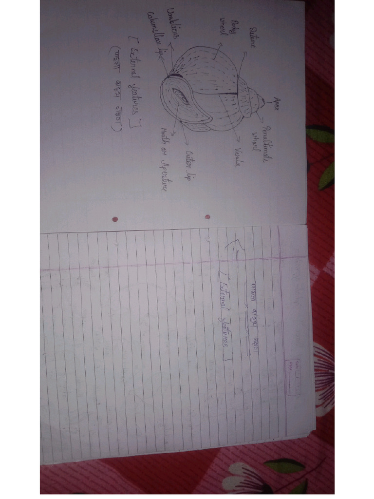 PDF Zoology Practical File | PDF