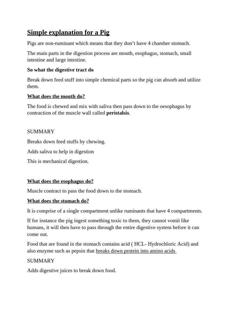 Simple Explanation For A Pig | PDF | Digestion | Stomach