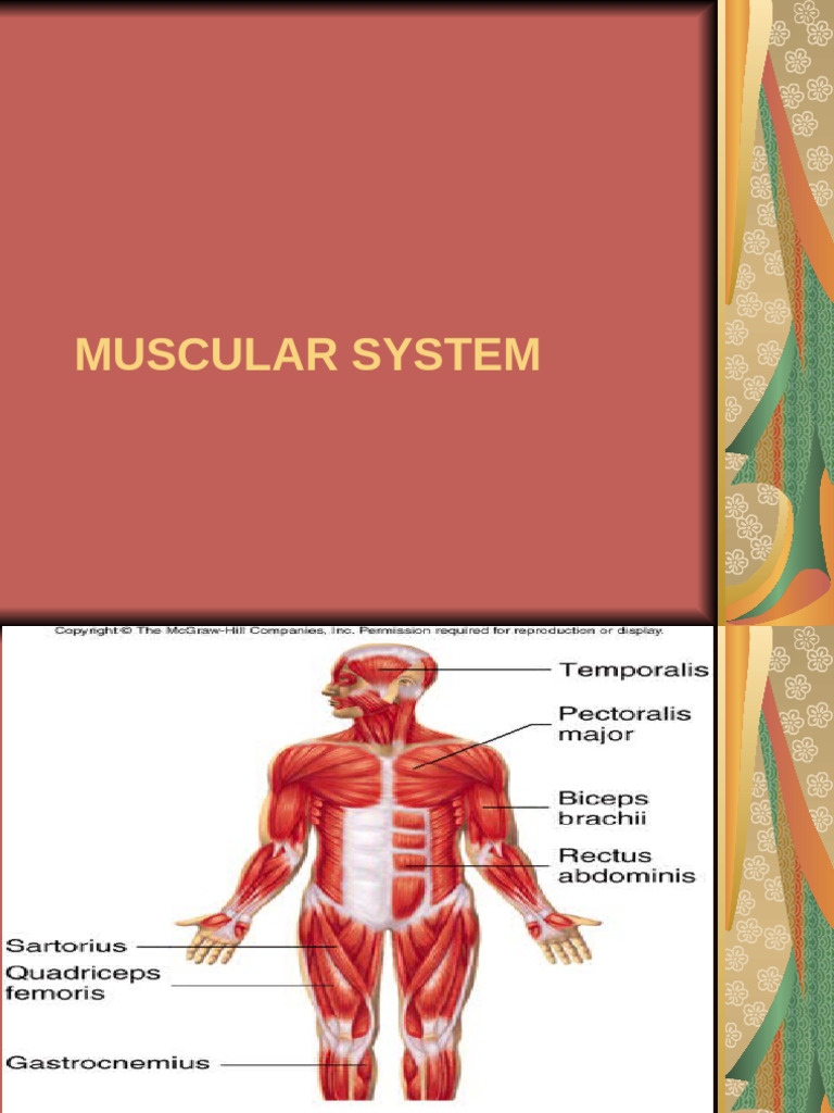 Gen-Bio-2-Lec-ppt_Muscular-System | PDF | Chemical Synapse | Muscle ...