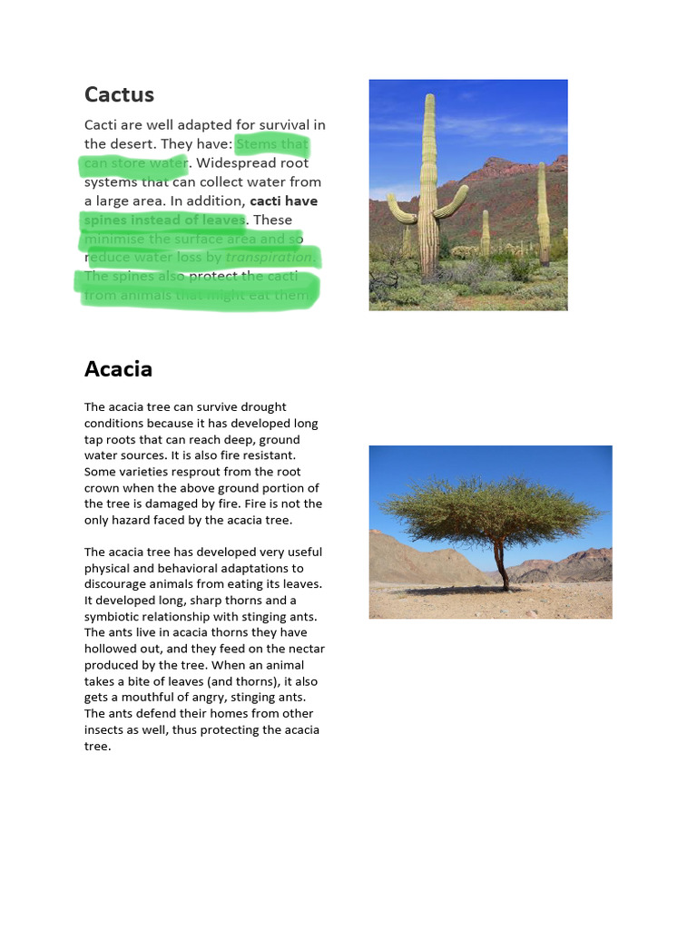 Plant Adaptations Information | PDF