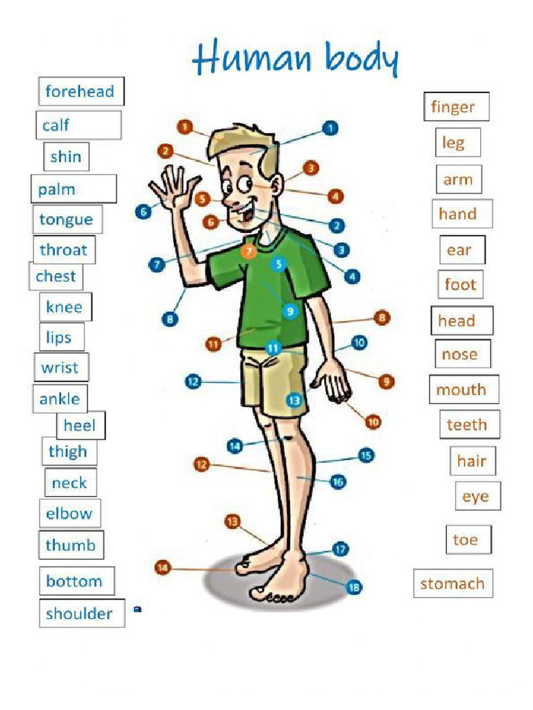 Body Parts - English For Communication | PDF
