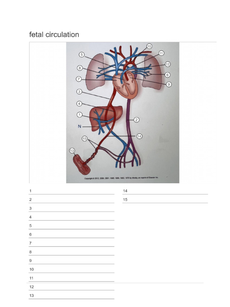 Worksheet On Fetal Circulation | PDF | Thorax (Human Anatomy) | Anatomy
