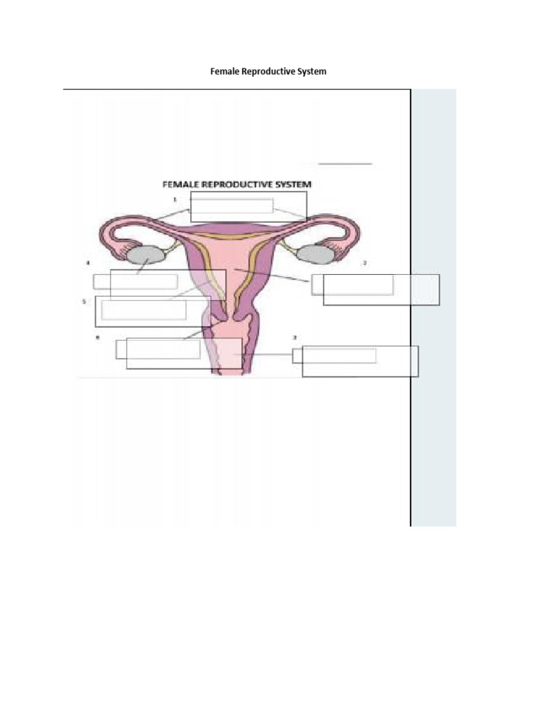 Worksheet # 2 - Female Reproductive System | PDF