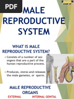 Male Reproductive System Side View Diagram | PDF