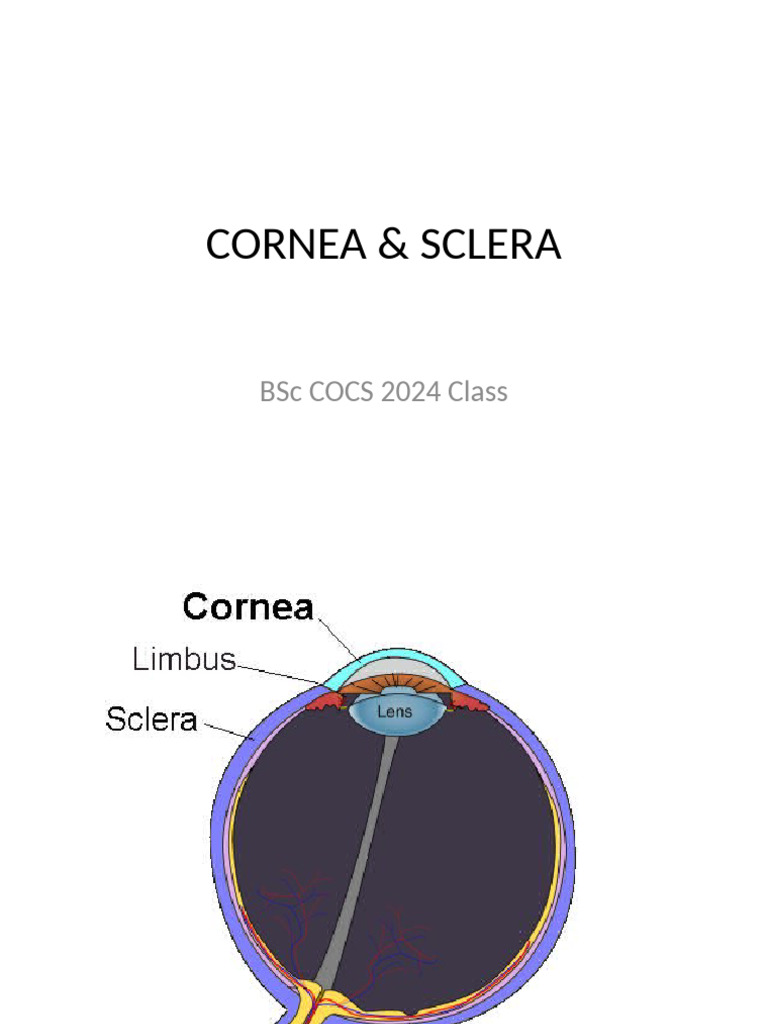 Anatomy of The Cornea and Sclera | PDF | Cornea | Epithelium