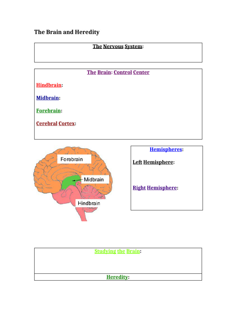 Brain & Heredity: A Scientific Study | PDF