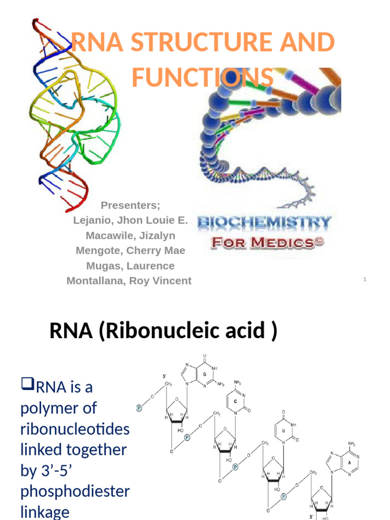 Rna | PDF | Rna | Ribosome