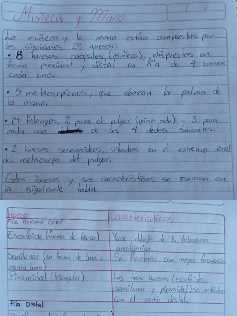 Bones of Wrist and Hand Translation | PDF