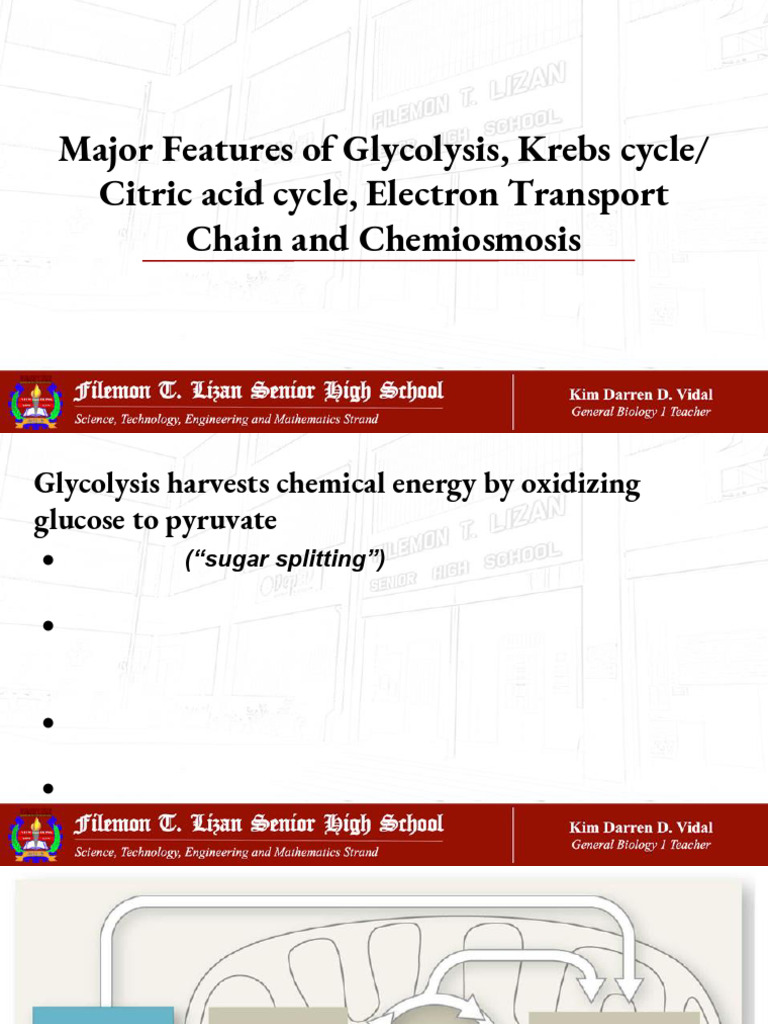 12 Major Features of Glycolysis, Krebs Cycle, Electron Transport System ...