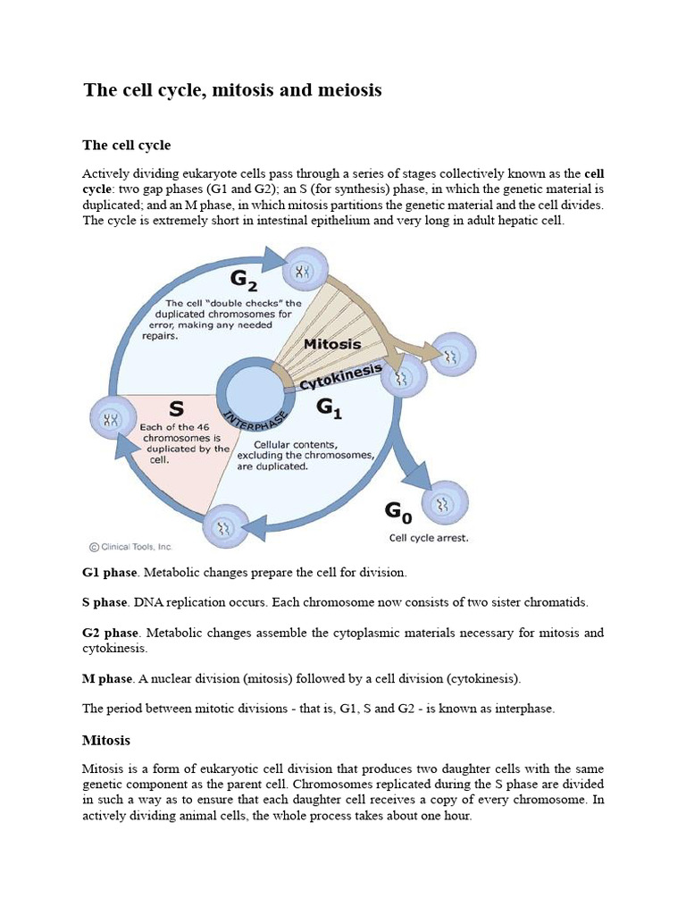 cell division 1 | PDF | Mitosis | Meiosis