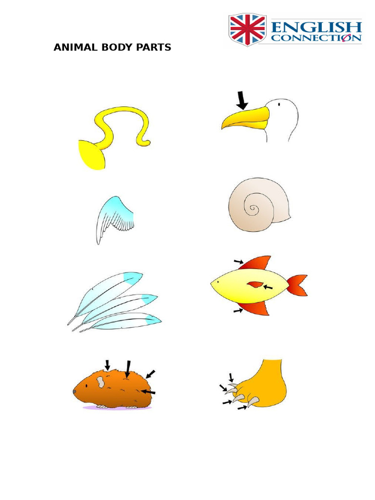 Understanding Animal Body Parts | PDF