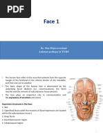 Lateral View of Facial Muscles | PDF | Soft Tissue | Human Anatomy