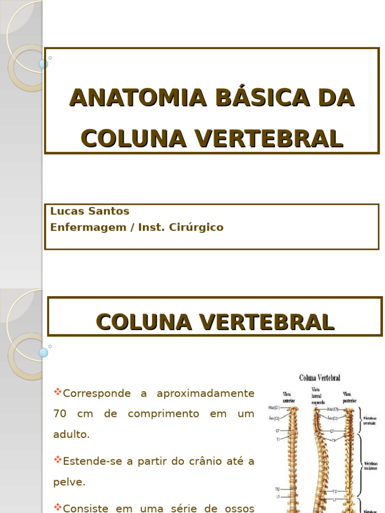 Anatomia da Coluna Vertebral Explicada | PDF | Coluna vertebral | Vértebra
