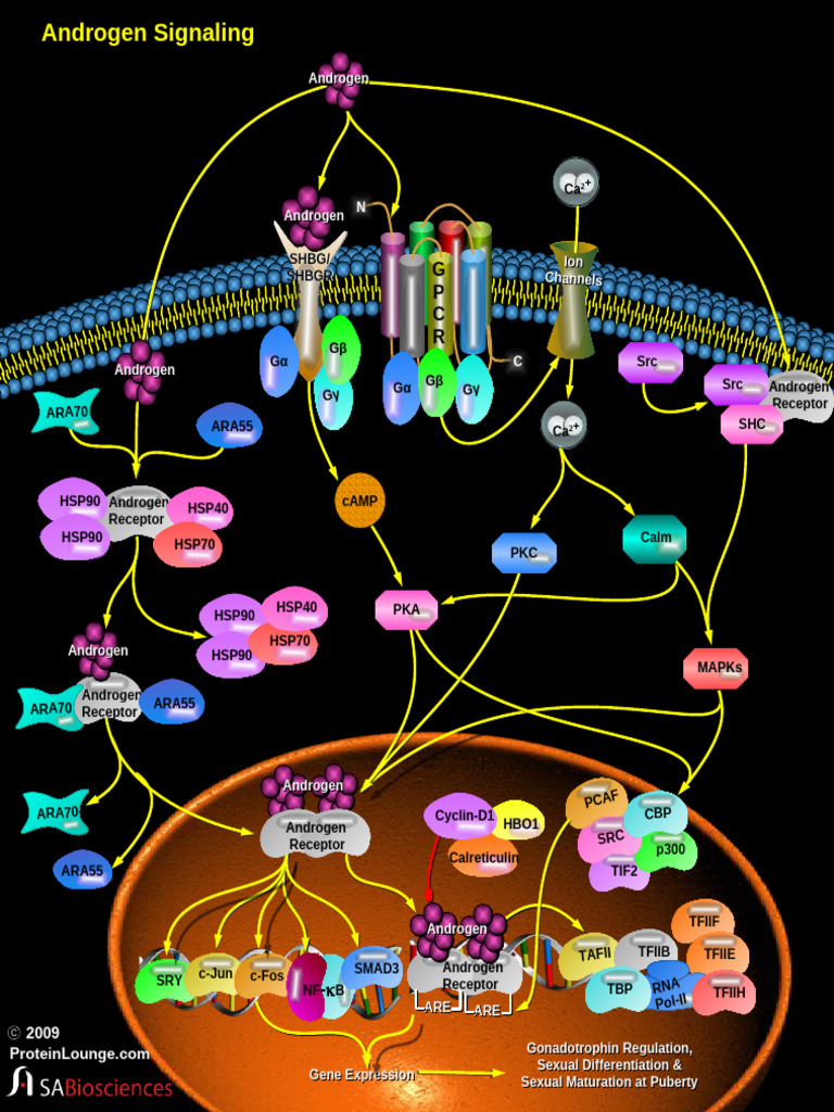 Androgen Receptor Signaling Pathways | PDF | Androgen | Biomolecules