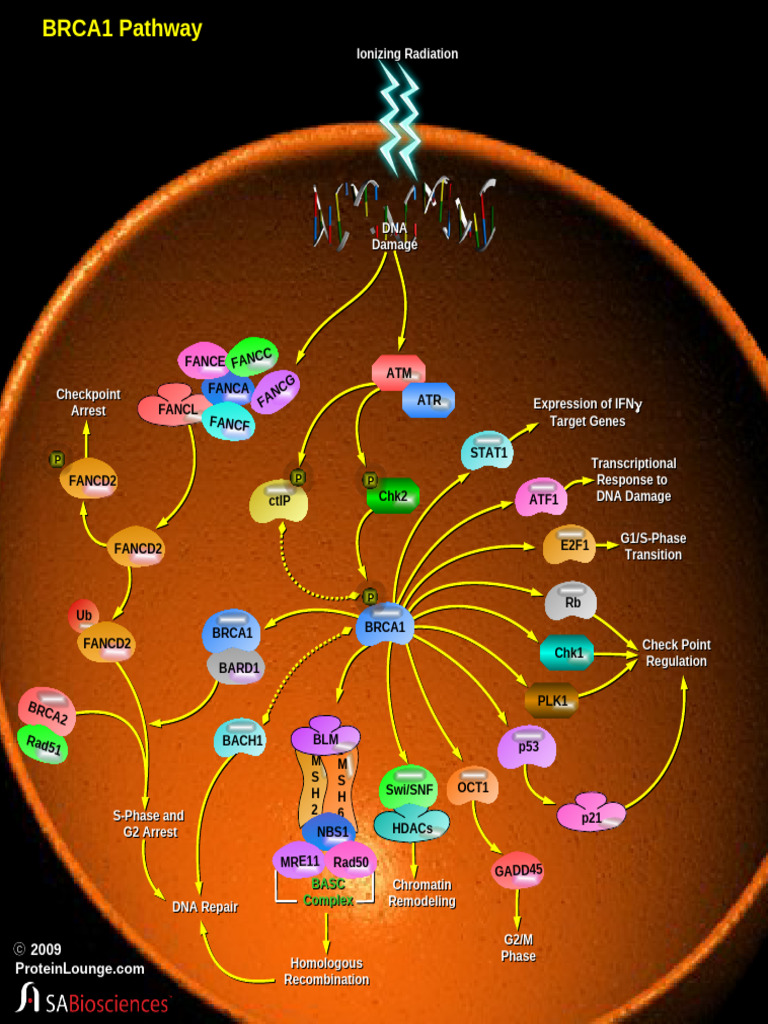 BRCA1 Pathway | PDF | Cellular Processes | Biology
