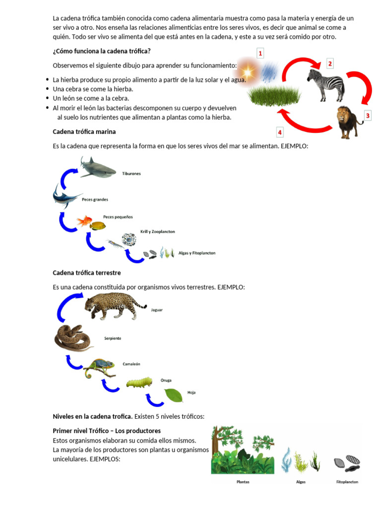 Entendiendo la Cadena Trófica: Niveles y Ejemplos | PDF