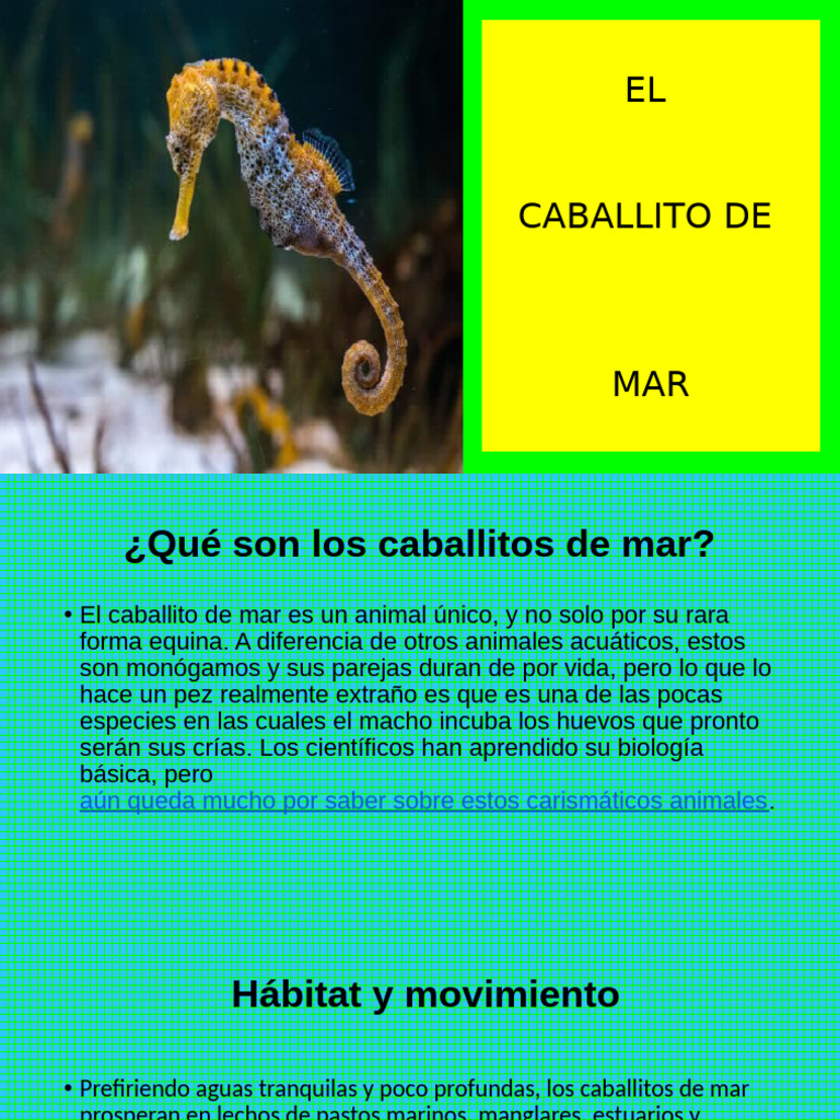 Caballito de Mar PRESENTACIÓN | PDF