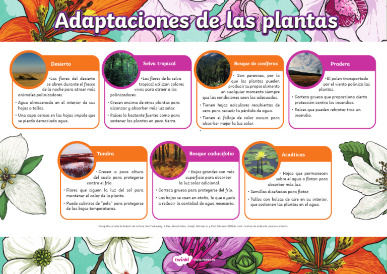Es Sc 1690315974 Poster Adaptaciones de Las Plantas Ver 1 | PDF | Hoja ...
