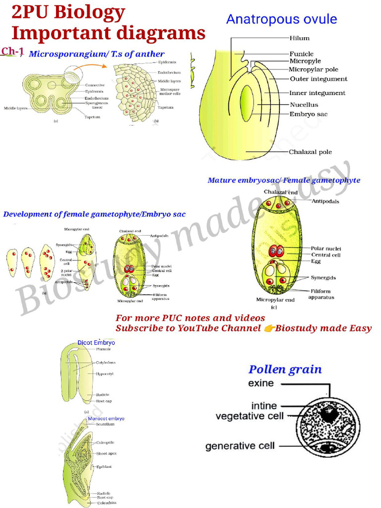 2 PU BIO - Important Diagram Exam-2024 | PDF
