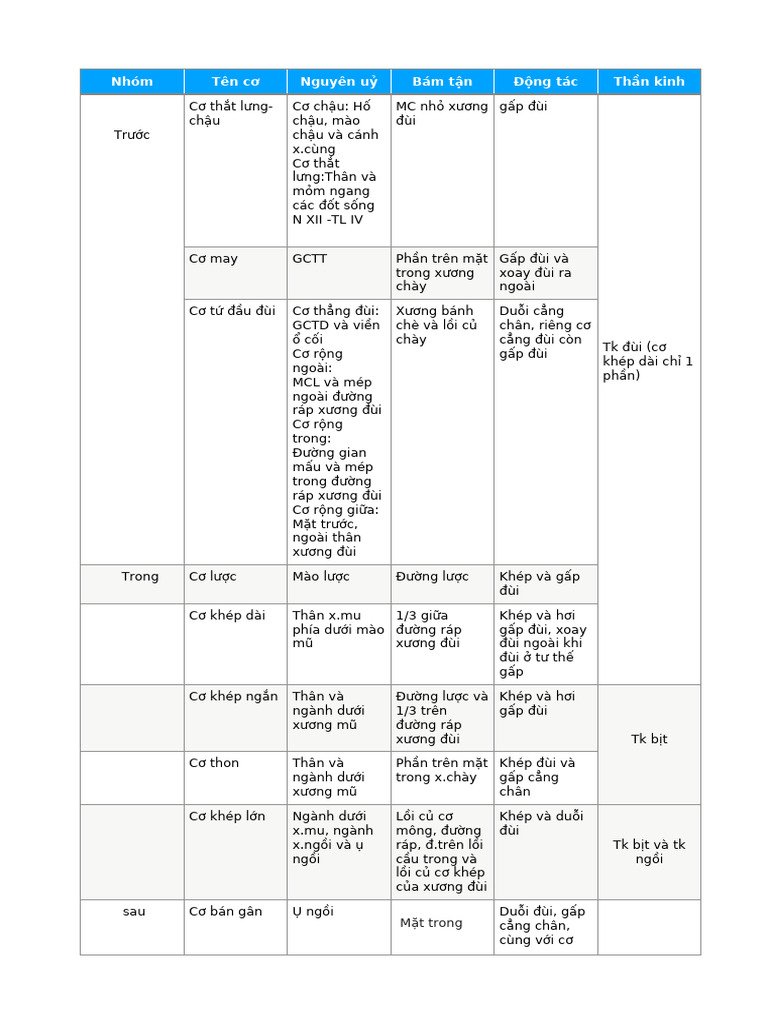 Cơ Vùng Đùi (Remake) | PDF