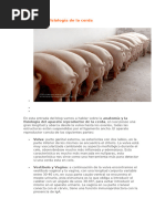 Aparato Reproductor Del Cerdo | PDF | Sistema reproductivo | Hormona ...