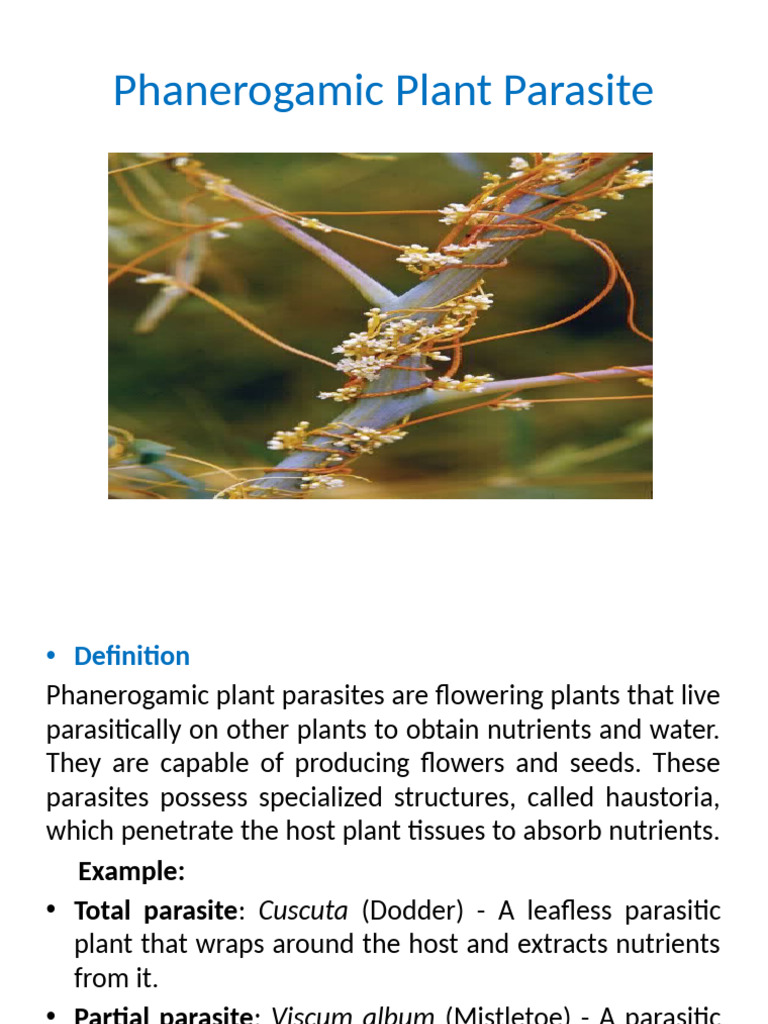 Phanerogamic Plant Parasite | PDF | Plants | Parasitism