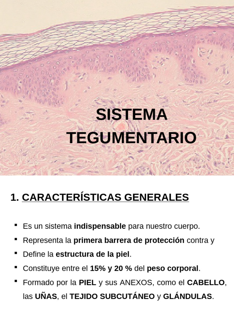 T13 Sistema Tegumentario | PDF | Piel | Sistema tegumentario