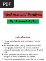Understanding Pyramidal Weakness | PDF | Anatomical Terms Of Motion ...