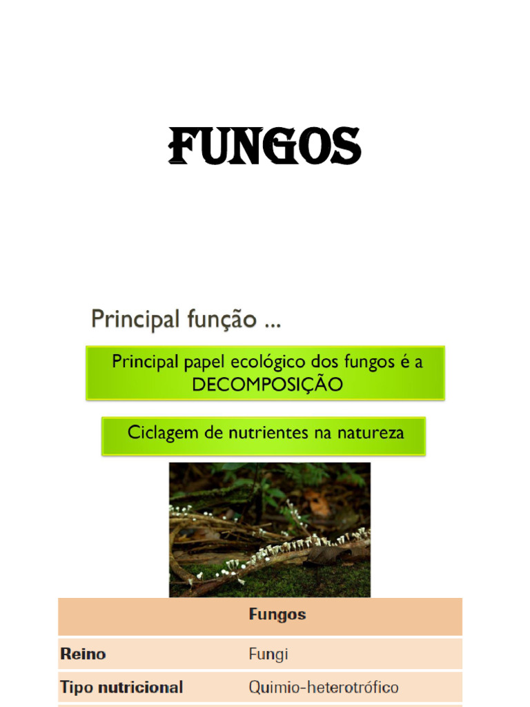 Características e Reprodução dos Fungos | PDF
