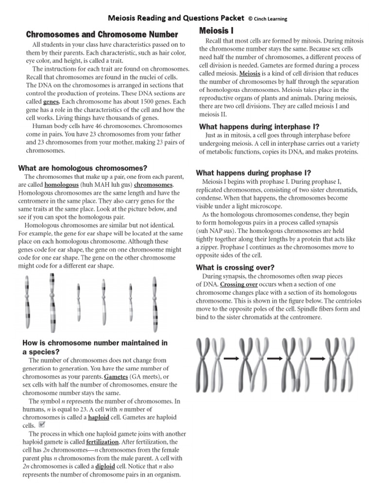 Meiosis Reading and Questions | PDF