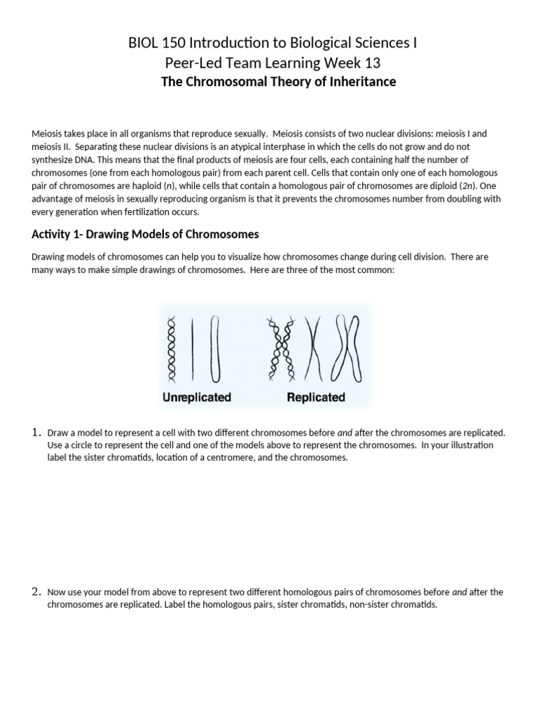 PLTL Week 13 - Merged Meiosis and Mendelian Genetics | PDF | Meiosis ...