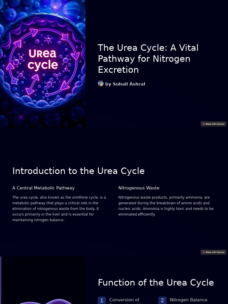 The Urea Cycle a Vital Pathway for Nitrogen Excretion | PDF | Urea ...