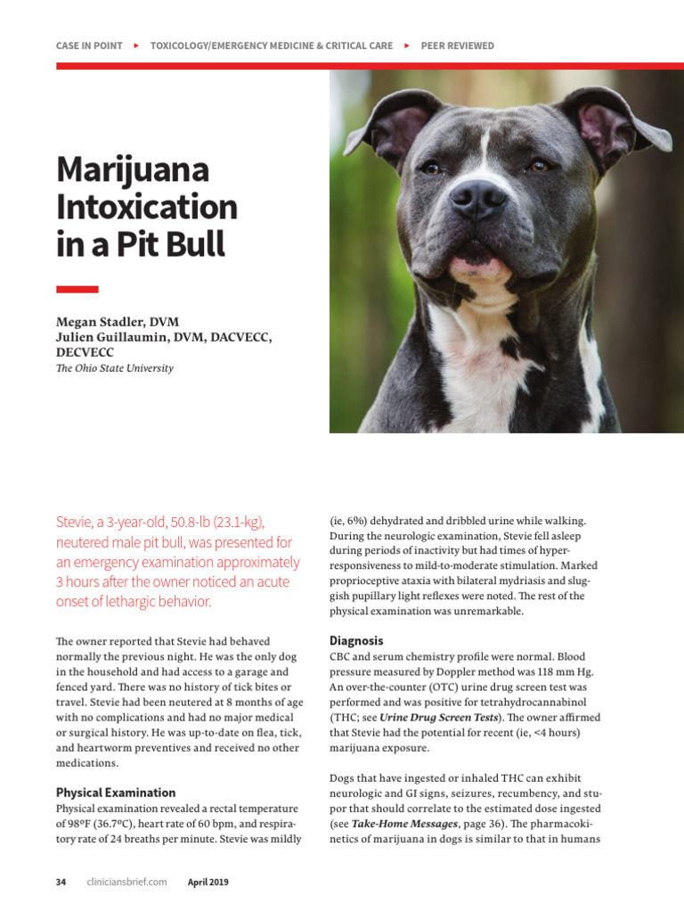 CIP_Marijuana Intoxication in a Pit Bull | PDF | Cannabis (Drug ...